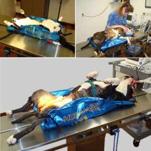 Patient Warming & Positioning - Infinium Veterinary